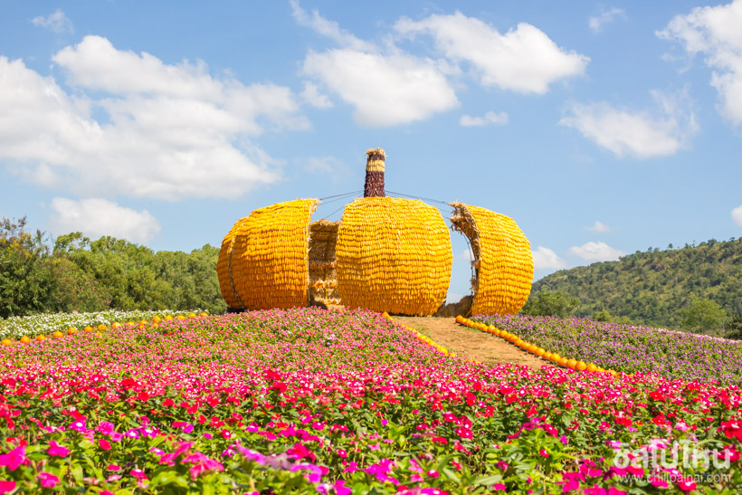 จิม ทอมป์สัน ฟาร์ม : Jim Thompson Farm