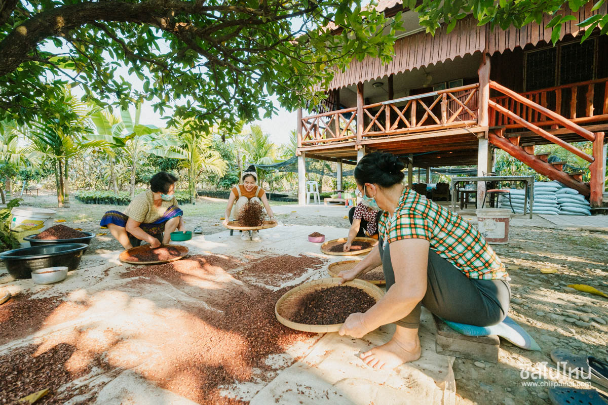 เก็บเกี่ยวความสุขแบบหอมหวานสุดๆ ที่ Cocoa Valley ที่พักพร้อมไร่โกโก้ ...